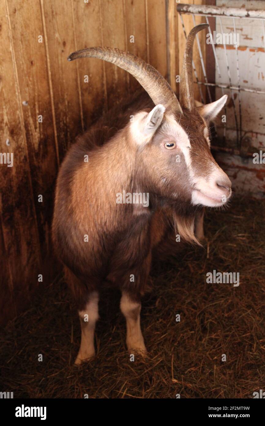 Farm animals, billy goat in the stable, Europe, Germany, Bavaria, Upper ...