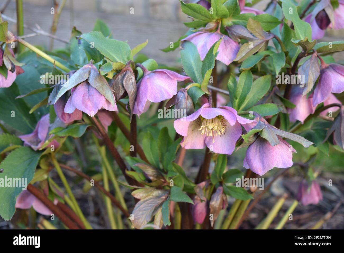 Pink hellebore plant in spring Stock Photo - Alamy