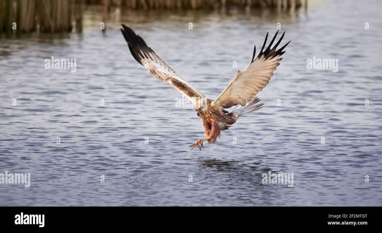 The circus aeruginosus is about to catch a fish, the best photo Stock ...