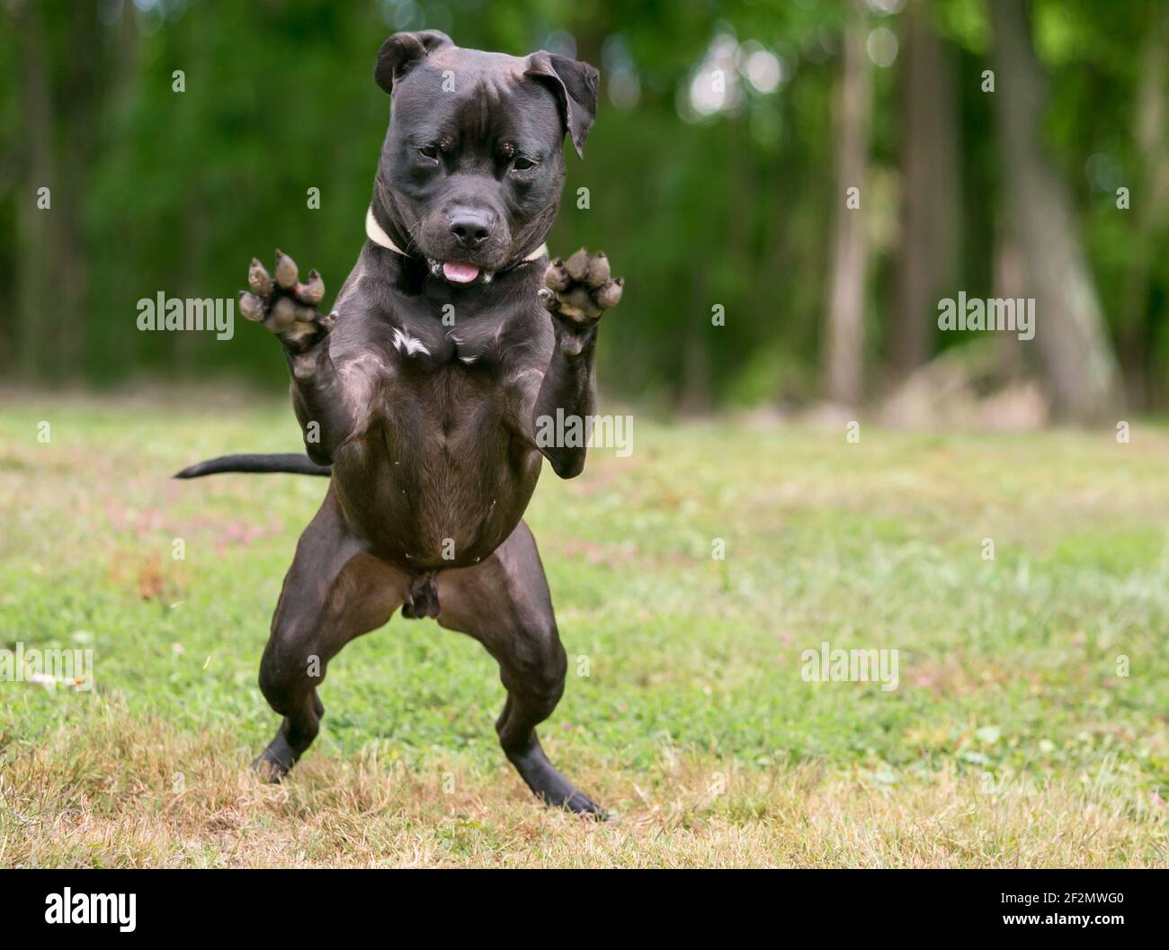 A playful black Pit Bull Terrier mixed breed dog jumping up with its ...