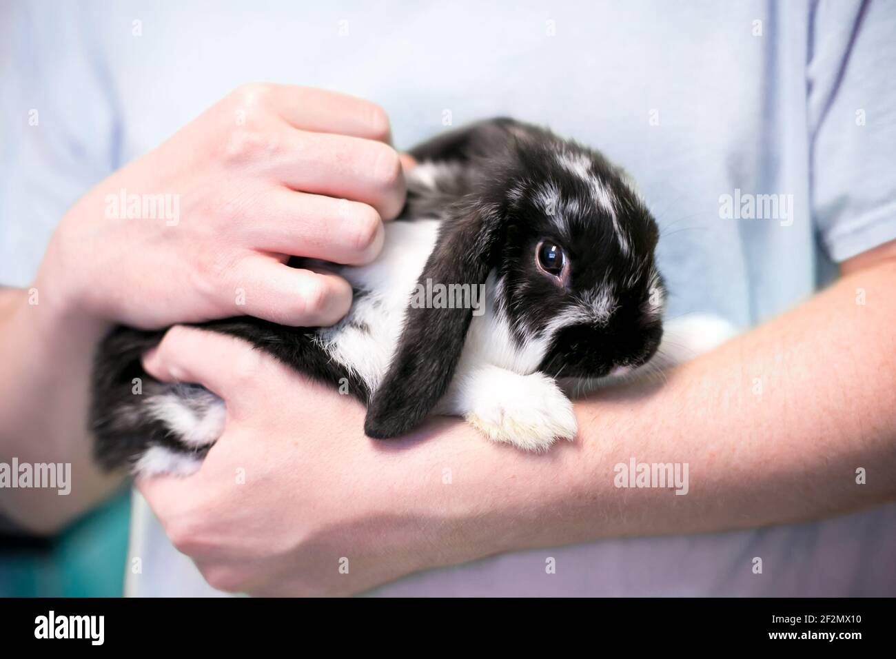 Black and white lop eared rabbit hi-res stock photography and images ...