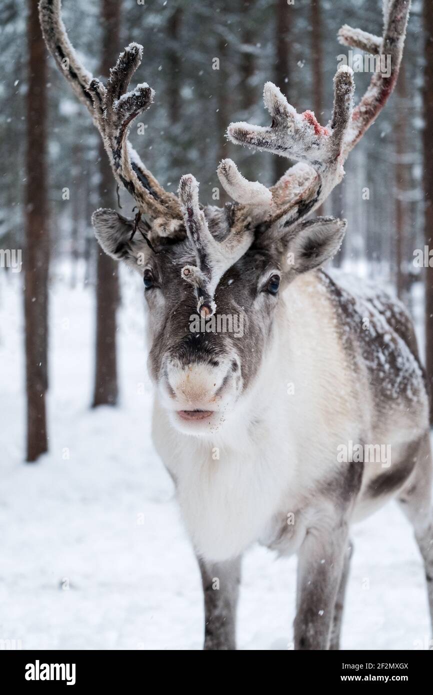 Finnish reindeer, Rangifer tarandus fennicus, Arctic, Levi, Lapland ...