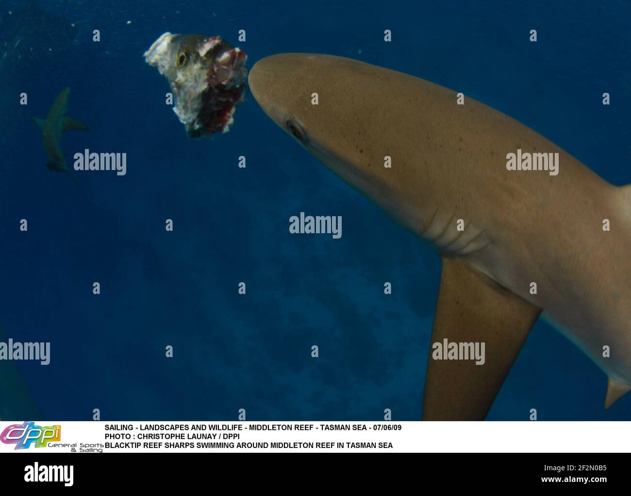 SAILING - LANDSCAPES AND WILDLIFE - MIDDLETON REEF - TASMAN SEA - 07/06 ...