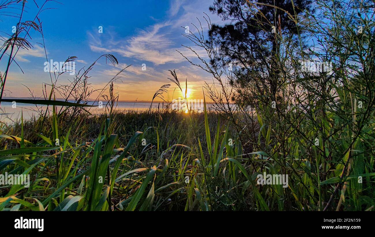 A closeup of green grass on the beach with the sea in the background at ...