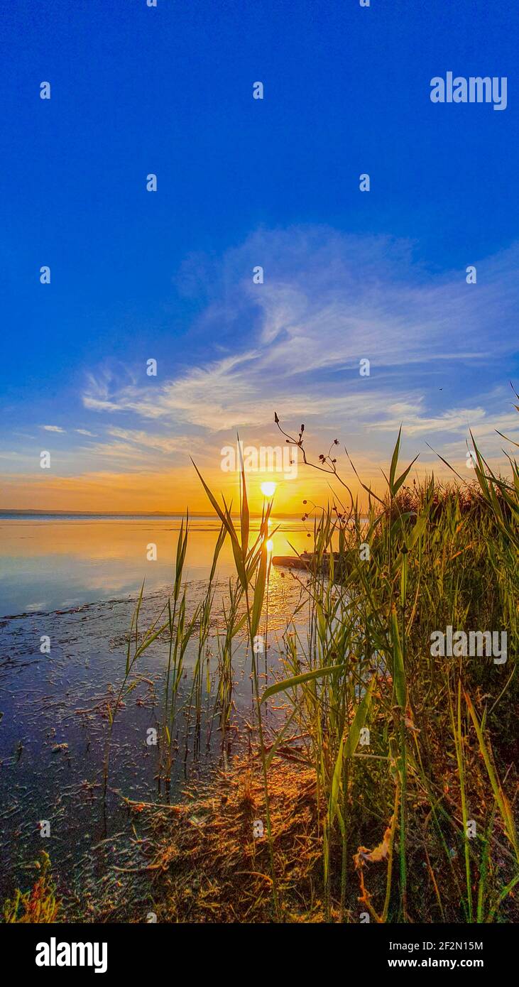 A vertical shot of green grass on the seashore against a sunset sk ...