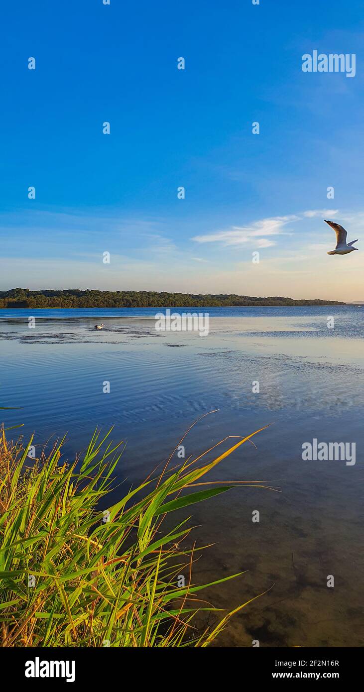 Vertical shot seagull flying hi-res stock photography and images - Alamy