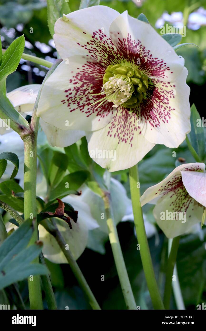 Helleborus X Hybridus