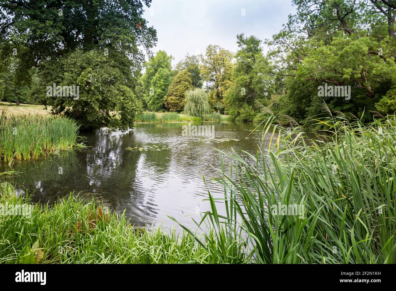 Quiet lake surrounded green forest hi-res stock photography and images - Alamy
