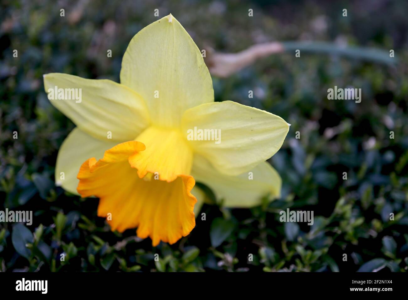 Pale yellow daffodils hi-res stock photography and images - Alamy