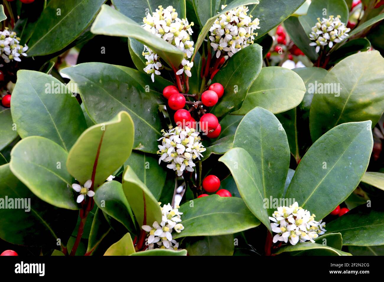 Skimmia japonica ‘Pabella‘ Skimmia Pabella – clusters of large red ...