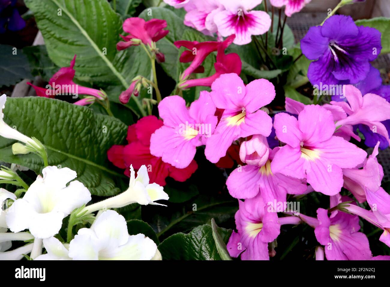 Streptocarpus ‘Caitlin’, ‘Targa’ and ‘Pink Rubina’ Cape Primrose ...