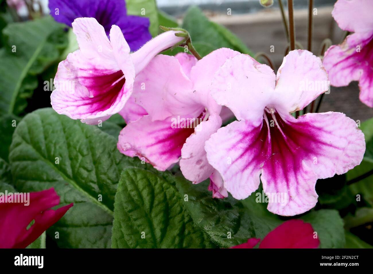 Pink Tubular Flowers High Resolution Stock Photography and Images - Alamy