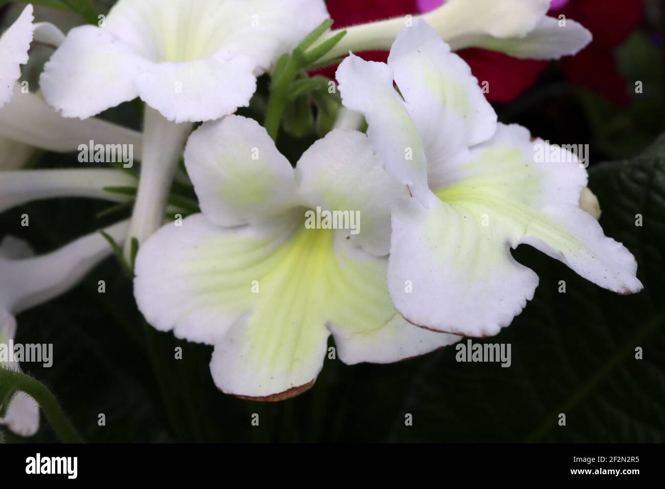 Tubular flowers hi-res stock photography and images - Alamy