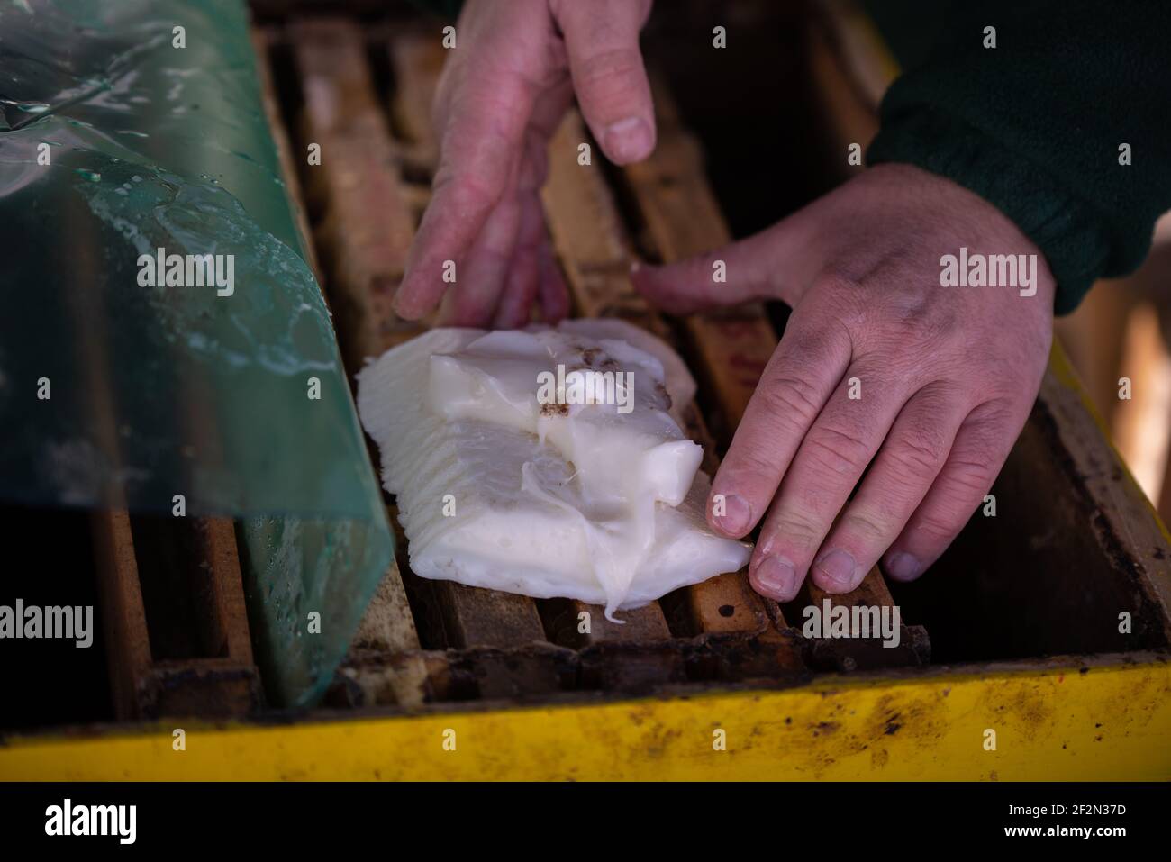 A closeup shot of a beekeeper feeding sugar paste to bees Stock Photo ...