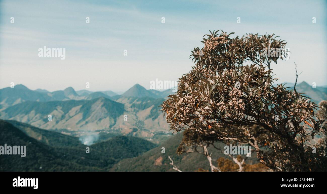 A beautiful view of green bushes with a mountainous landscape in the ...