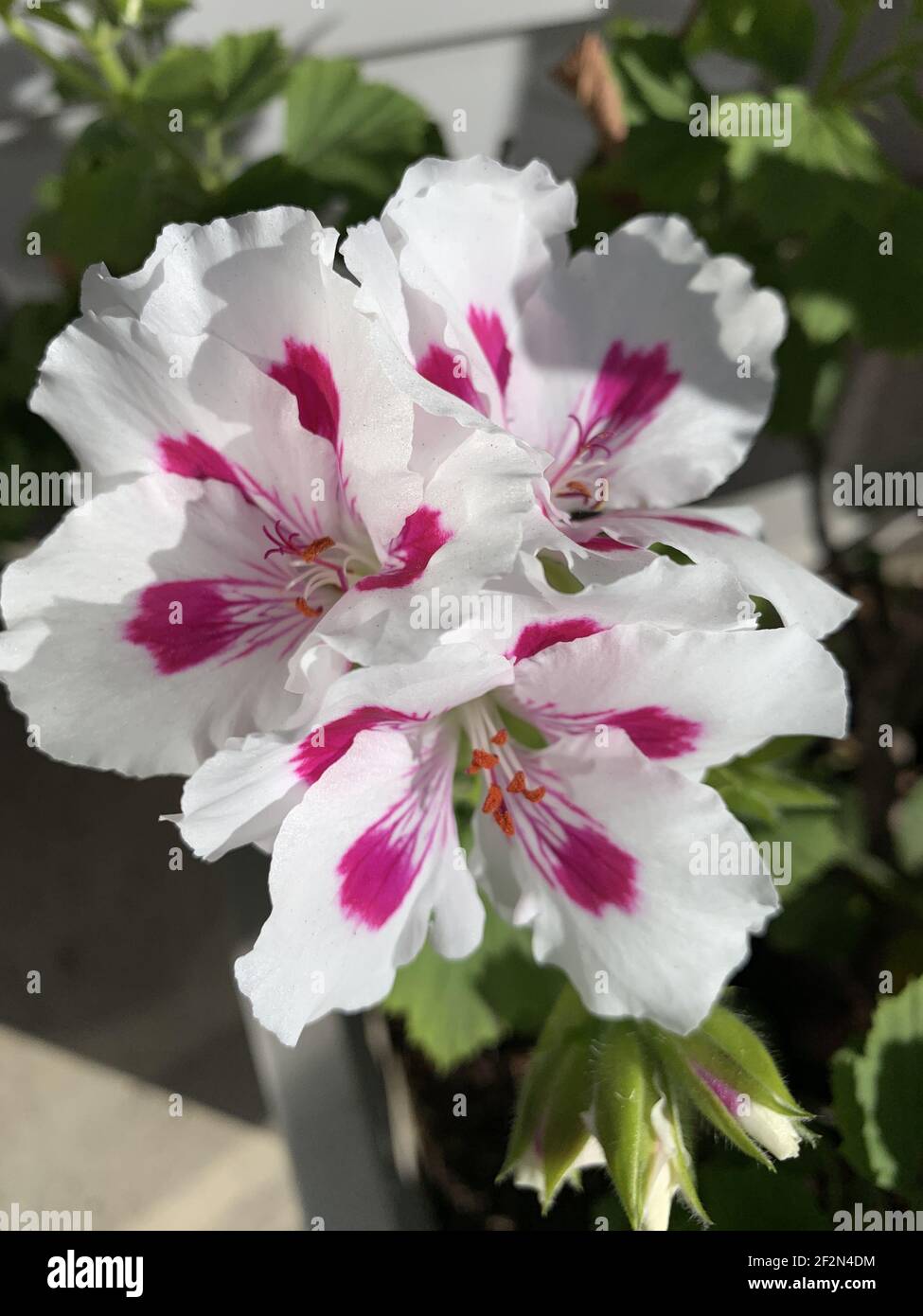 Royal pelargonium hi-res stock photography and images - Alamy