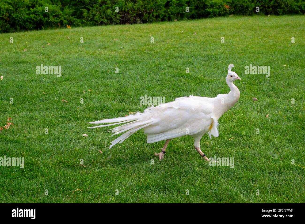 male Indian peacoc. White Indian peafowl Pavo cristatus is brightly ...