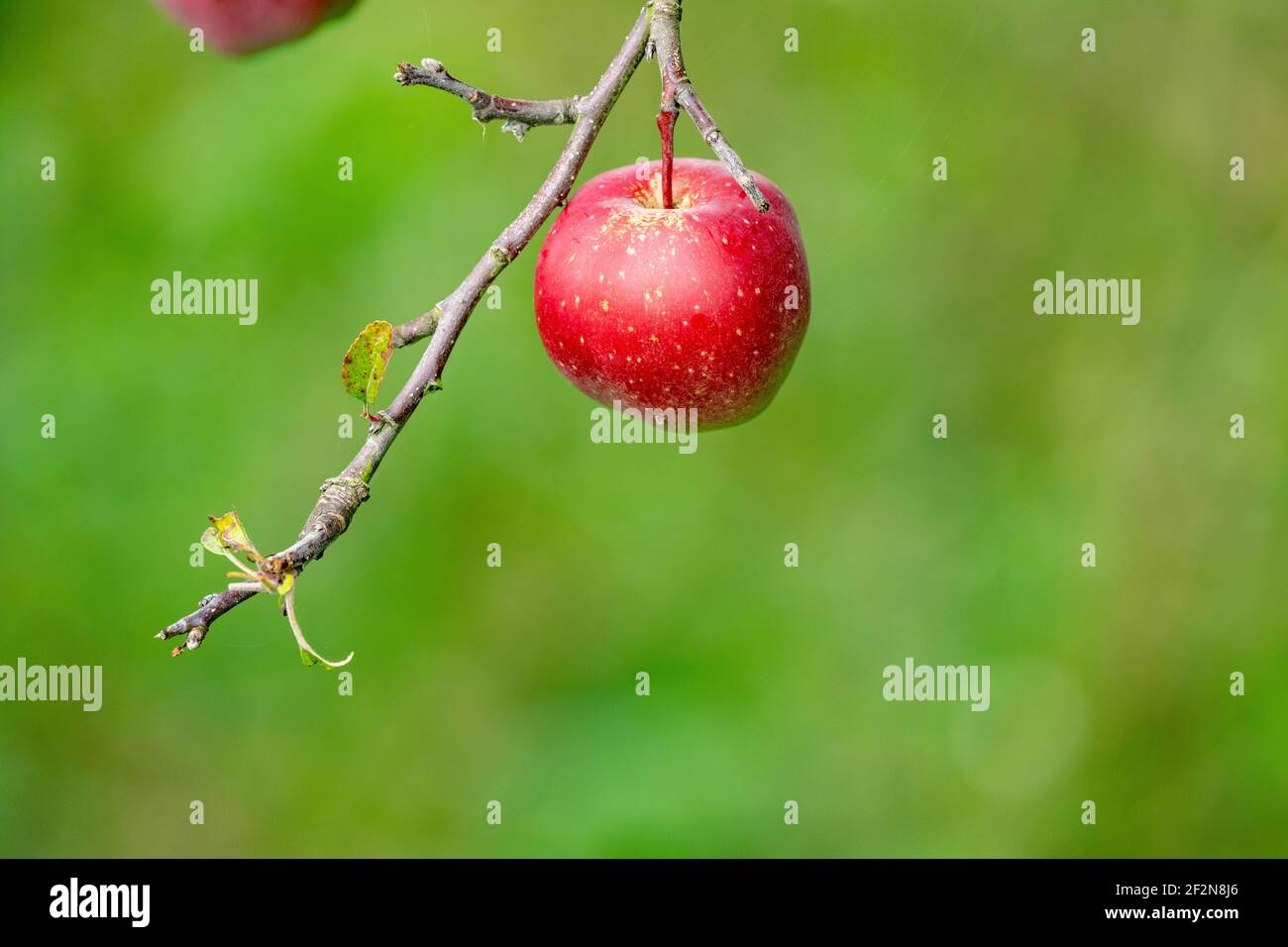 Apple bough hi-res stock photography and images - Alamy