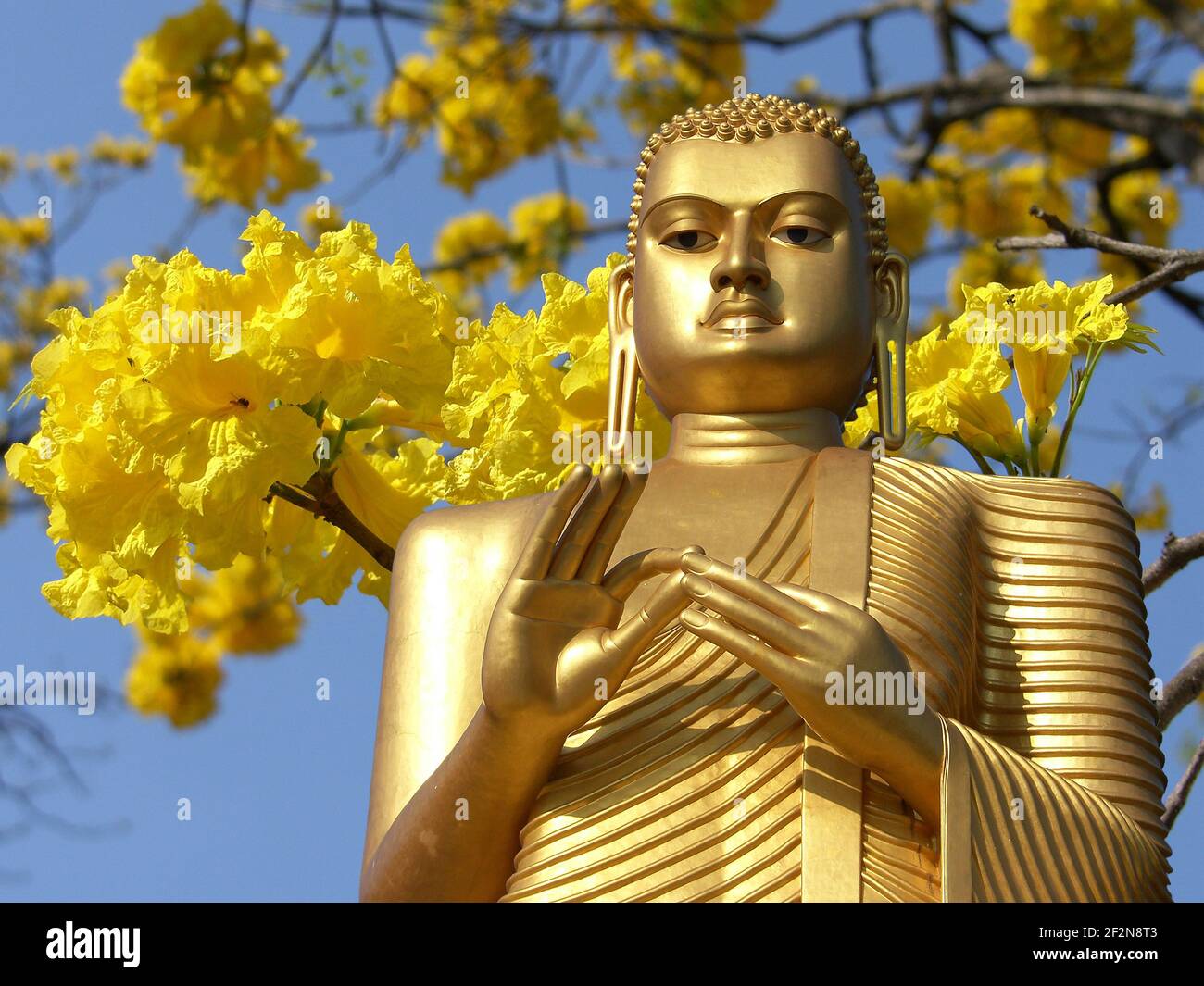 A large sculpture of a Buddha bright yellow color of gold, Sri Lanka ...