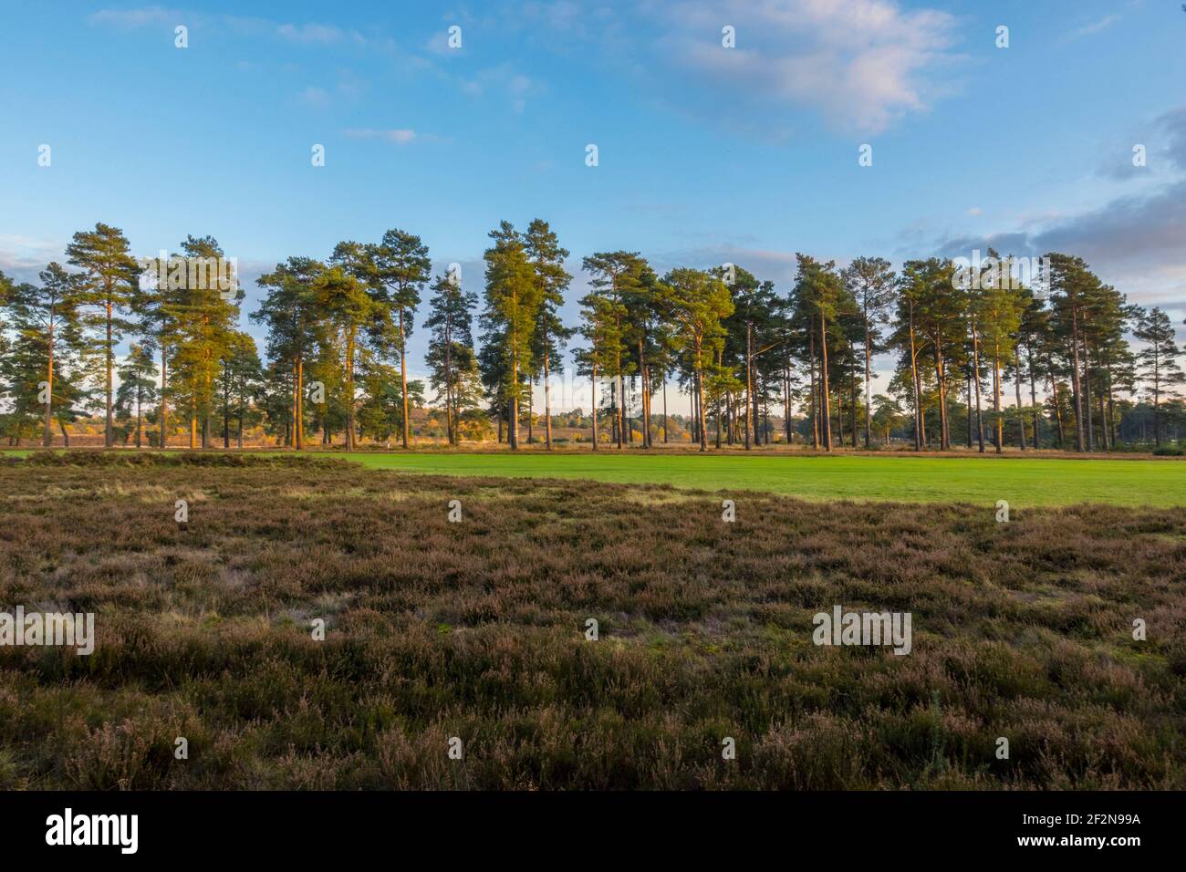 Surrey trees hi-res stock photography and images - Alamy