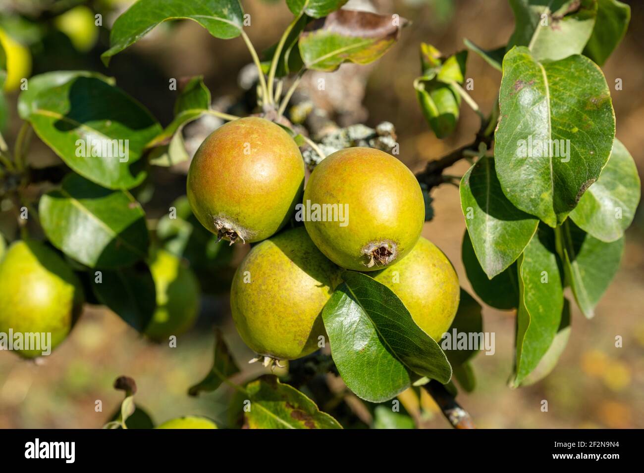 Germany, pear tree with ripe fruits Stock Photo - Alamy