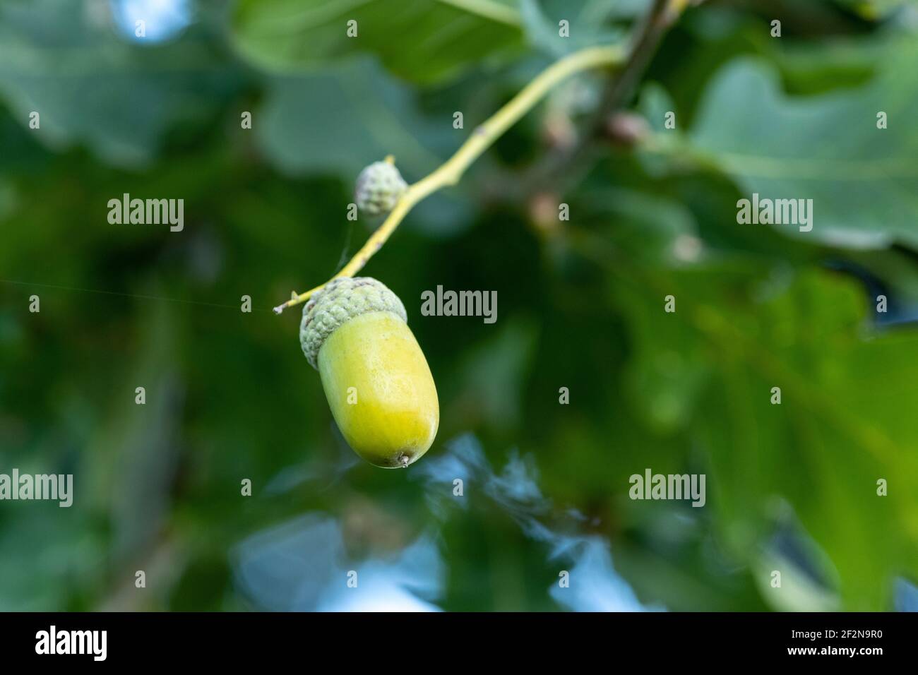 Quercus acorns hi-res stock photography and images - Alamy