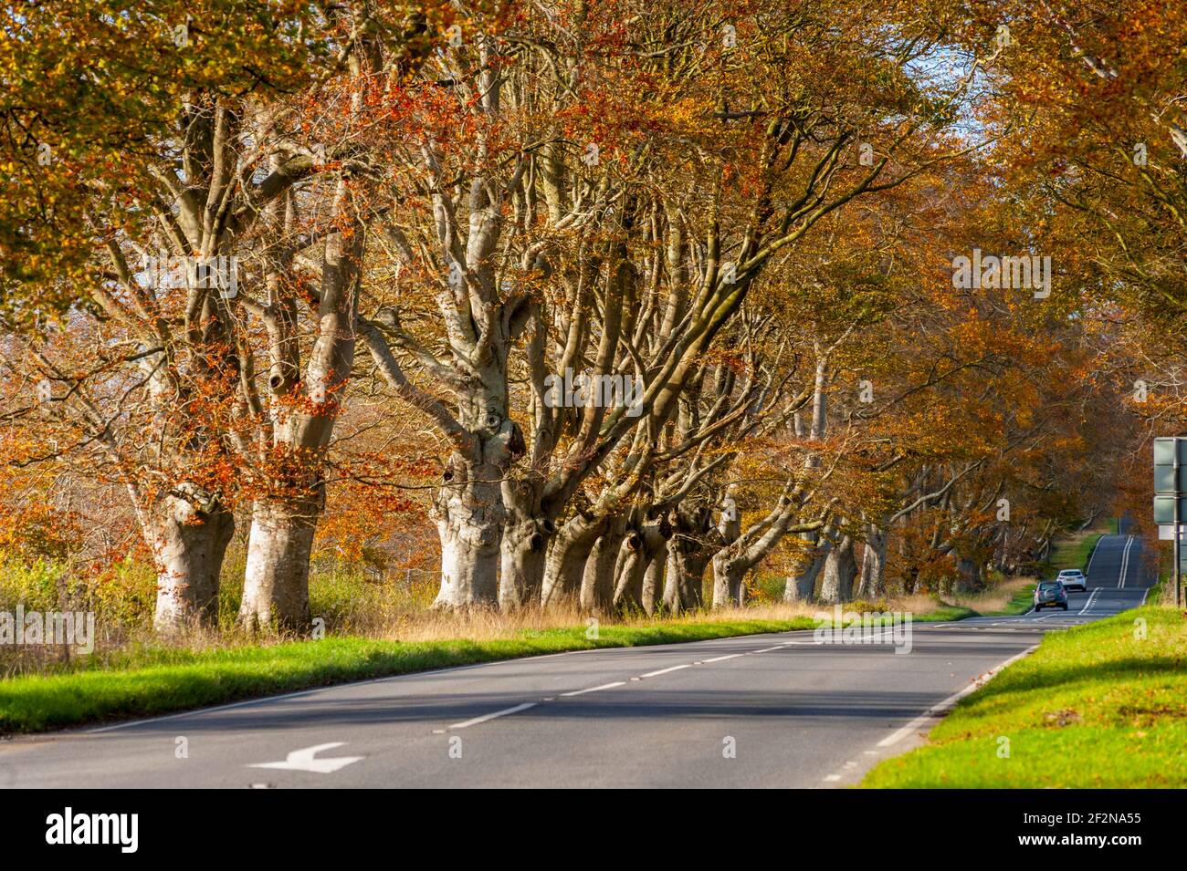 Beech hedge trees hi-res stock photography and images - Alamy
