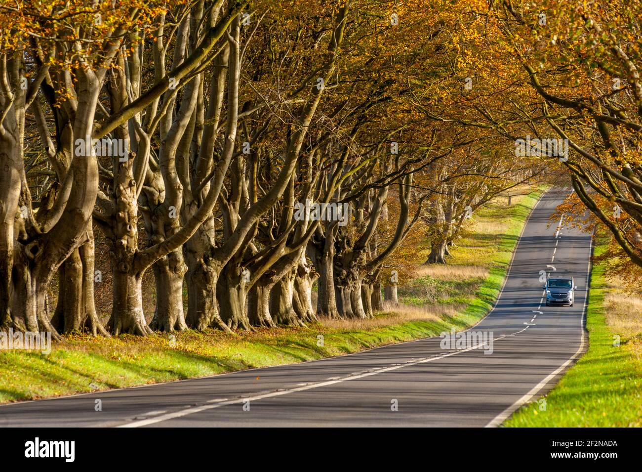 Beech hedge trees hi-res stock photography and images - Alamy