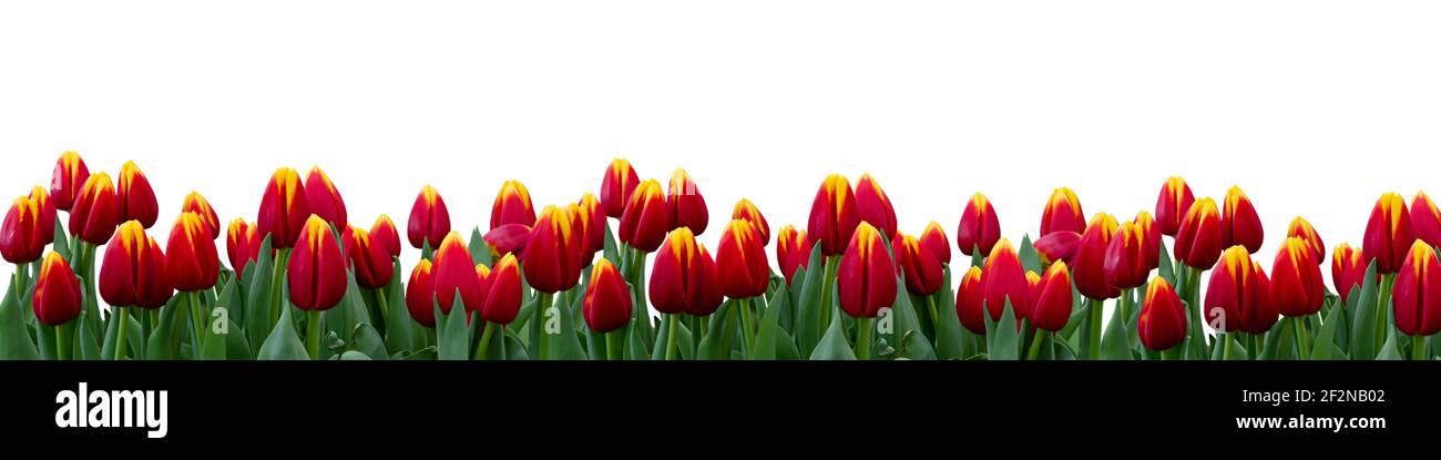 Banner with red tulips border. Hello spring concept. Greeting card ...