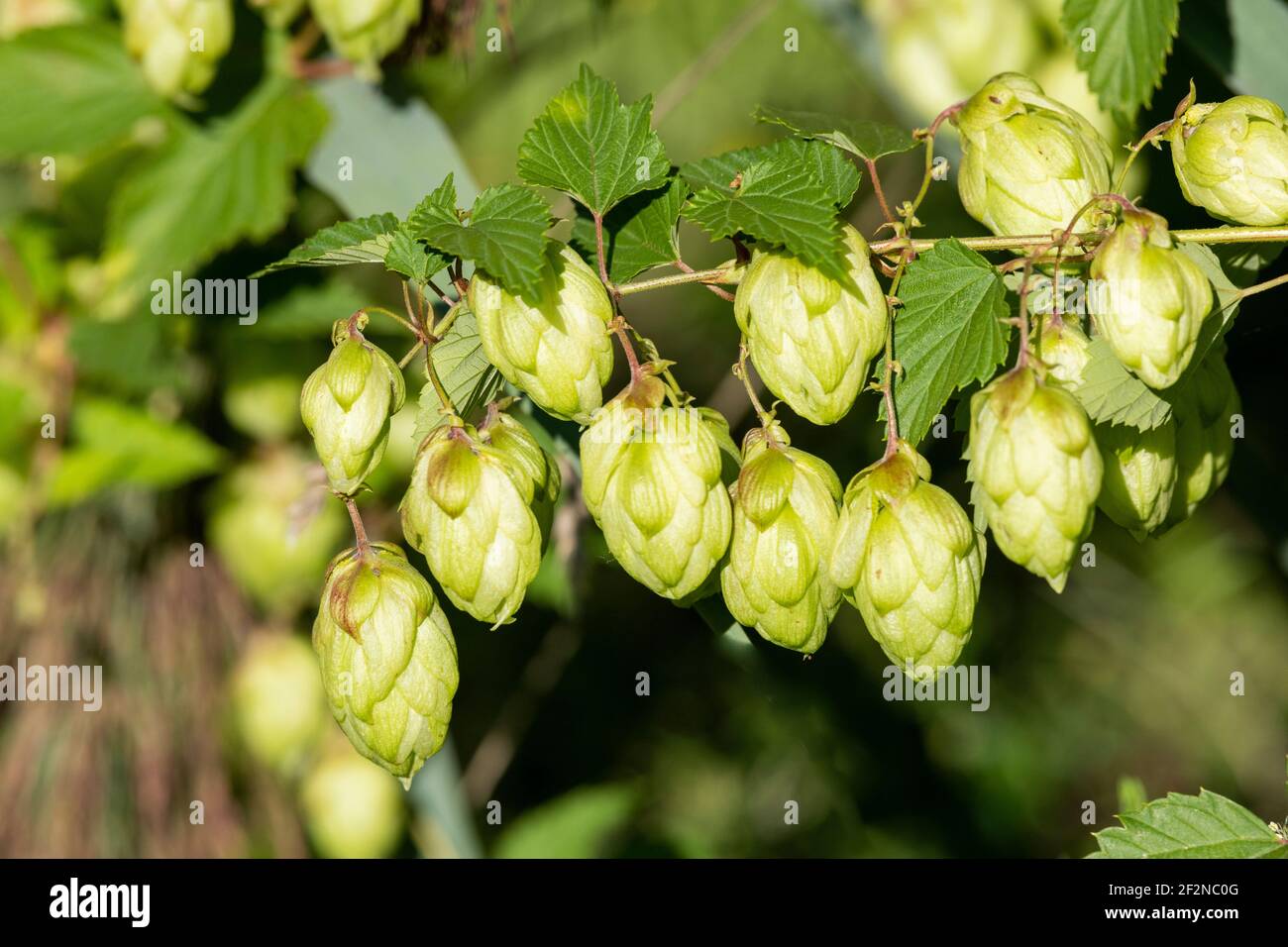 Cannabaceae hemp family hi-res stock photography and images - Alamy