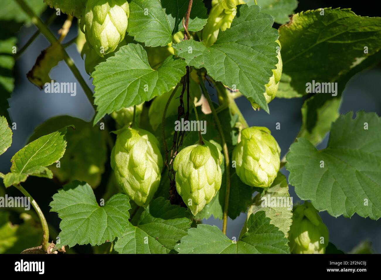 Hops (Humulus) genus of plants, hemp family (Cannabaceae Stock Photo ...