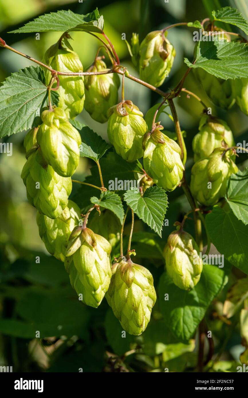 Hemp family hi-res stock photography and images - Alamy