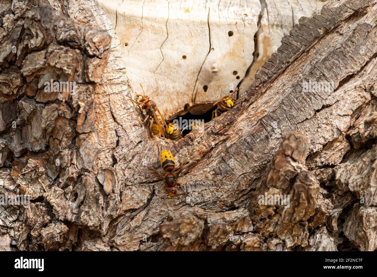 Hornets (Vespa) genus of hymenoptera (Hymenoptera). Nest in an old tree ...