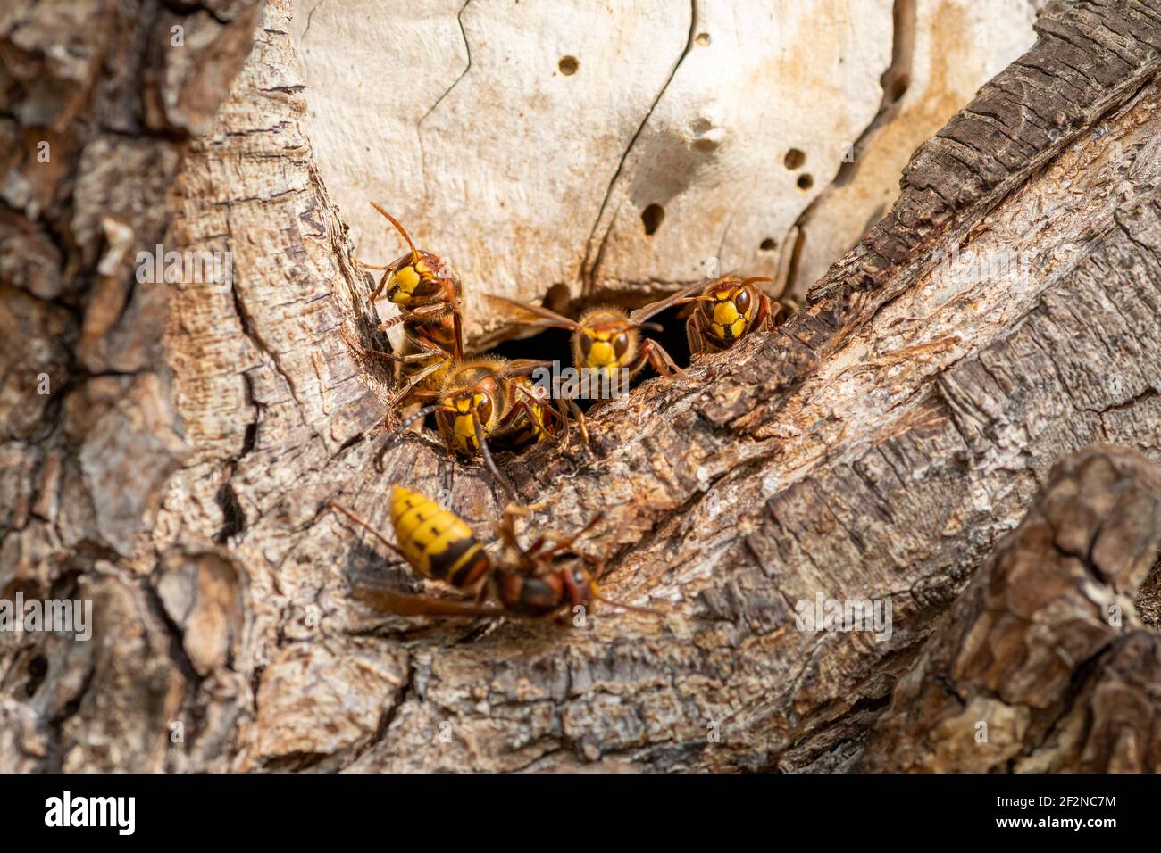 Hornets (Vespa) genus of hymenoptera (Hymenoptera). Nest in an old tree ...