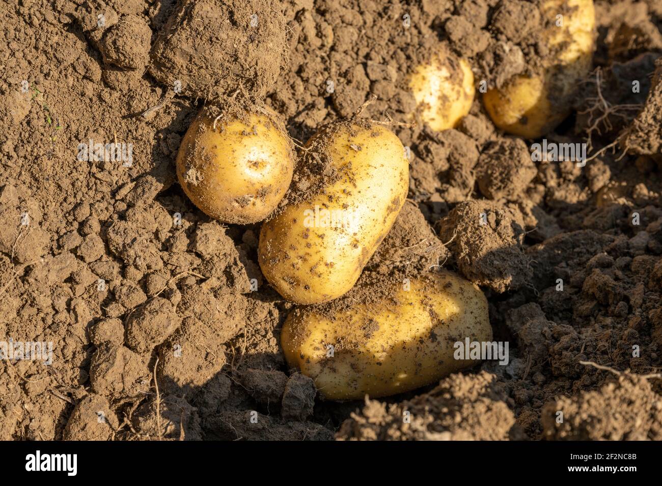 Germany potato farming hi-res stock photography and images - Alamy