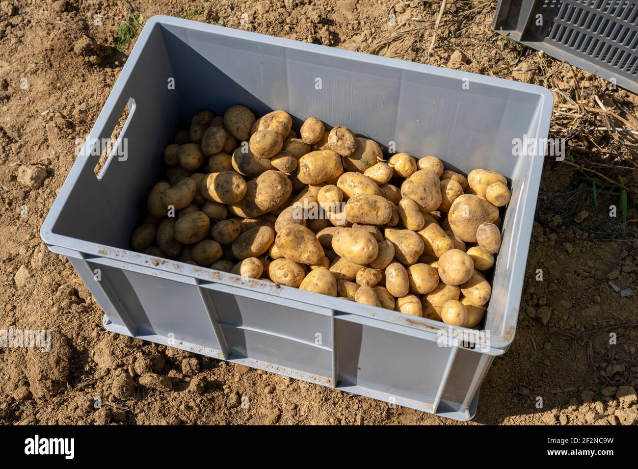 Germany, potato harvest Stock Photo - Alamy