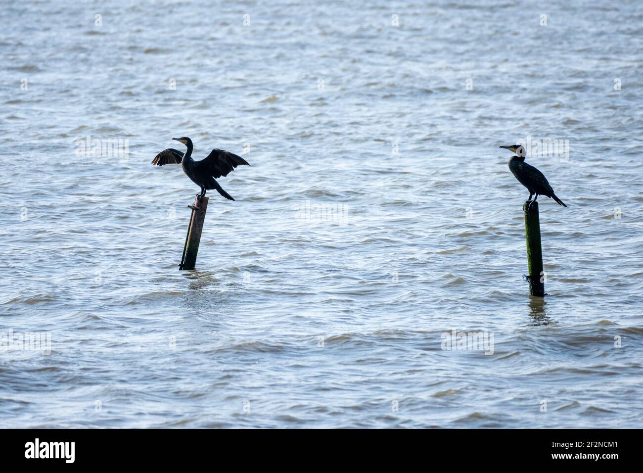 Great cormorant (Phalacrocorax carbo) is a species of bird in the ...