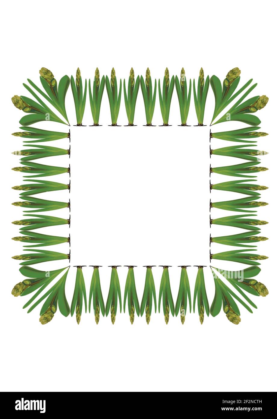 Spring. They cursed from the bulbs of hyacinth. Frame on a vertical ...