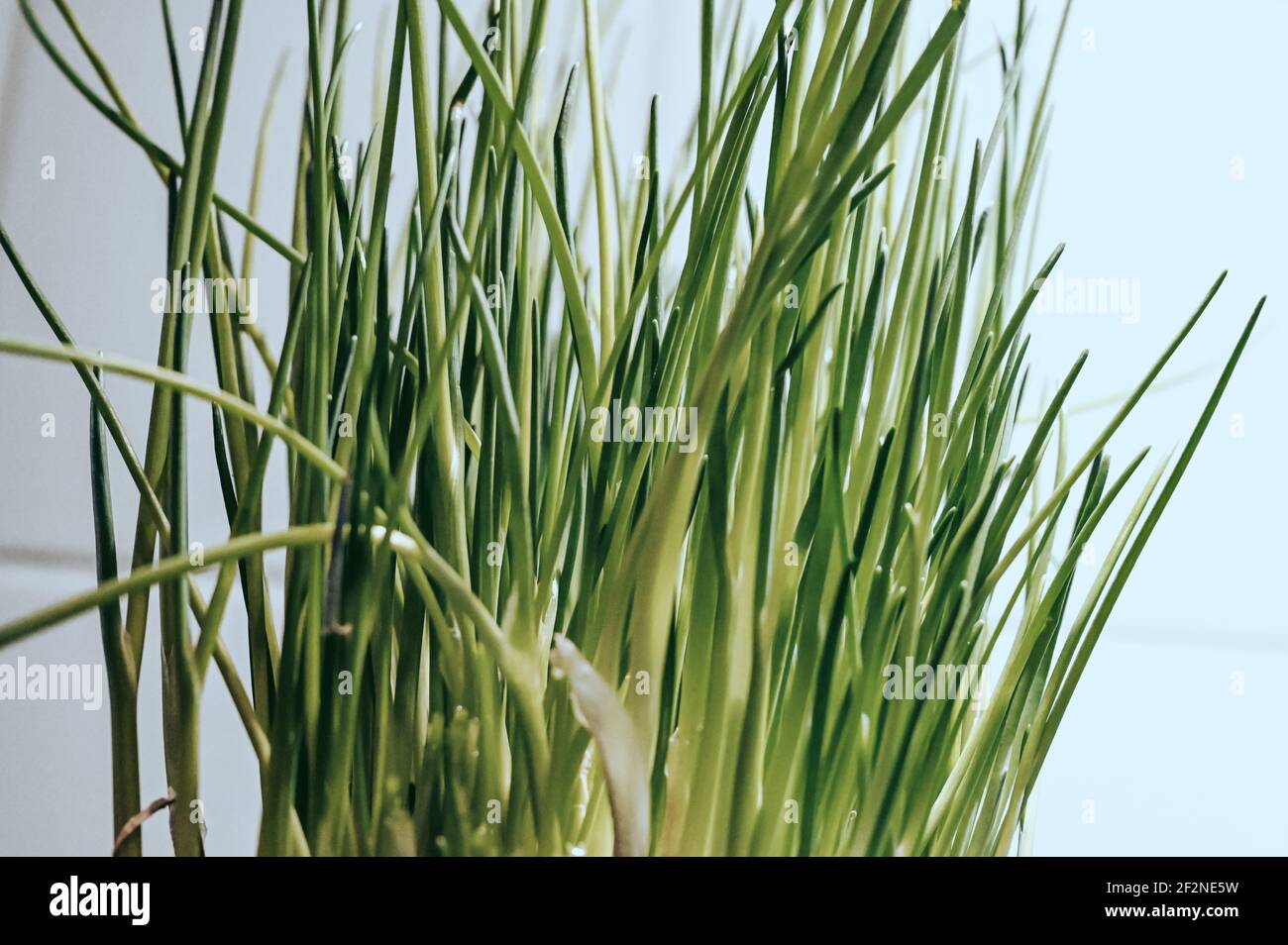 Chive in a pot hi-res stock photography and images - Alamy