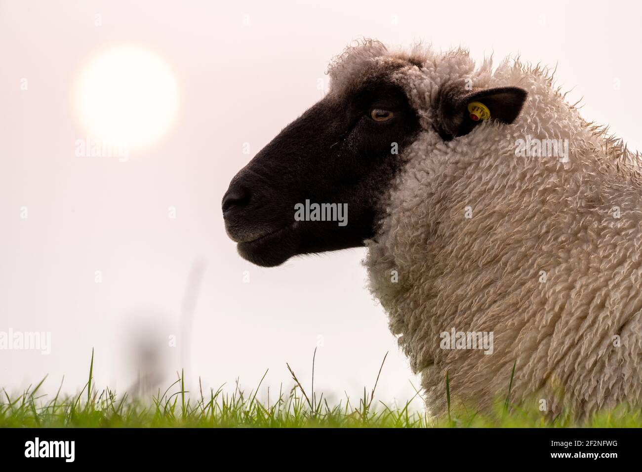 Sheeps at a dike hi-res stock photography and images - Alamy