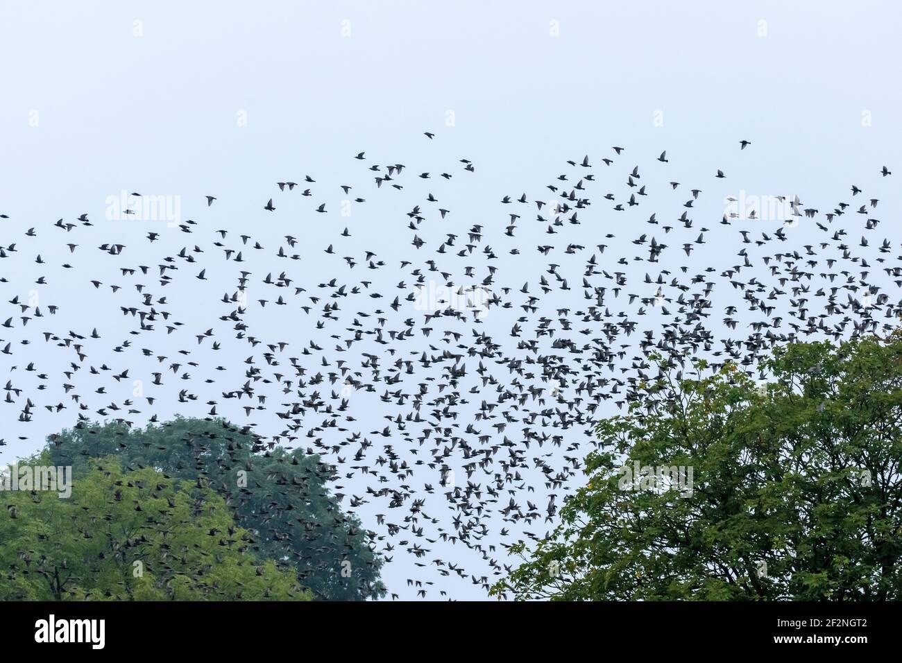 Starlings (Sturnidae) swarm of starlings Stock Photo - Alamy