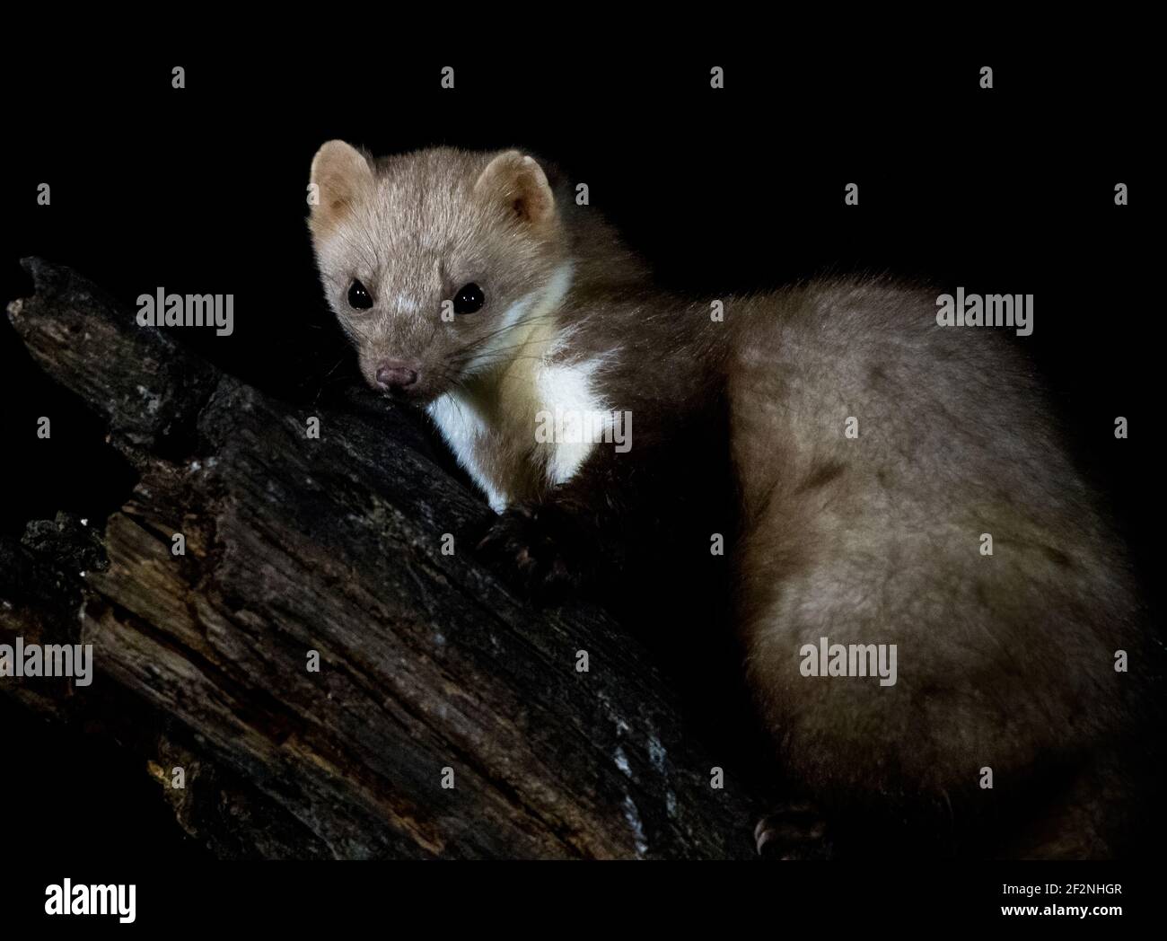 Beech marten (Martes foina Stock Photo - Alamy