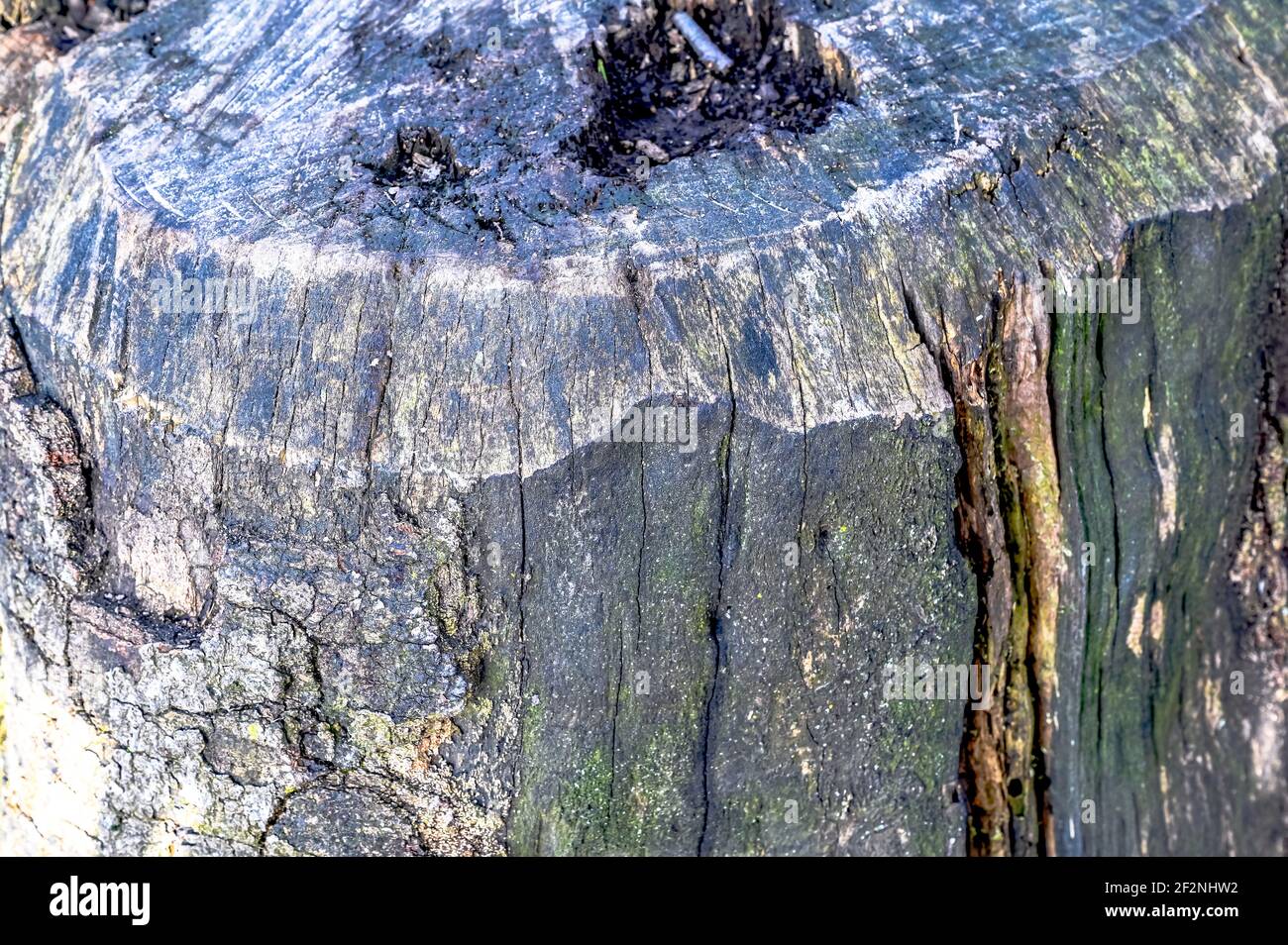 A sawed off tree stump in the middle of the forest Stock Photo - Alamy