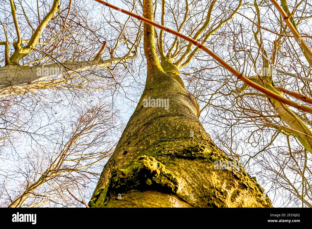 A tree in spring from the bottom up Stock Photo - Alamy