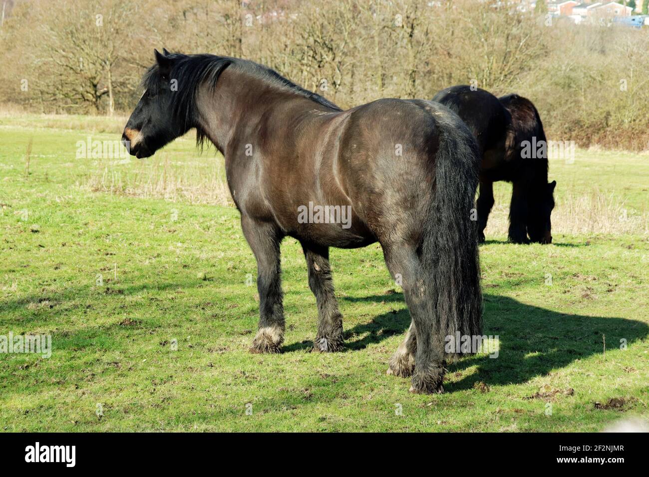 Grazing stallion hi-res stock photography and images - Alamy