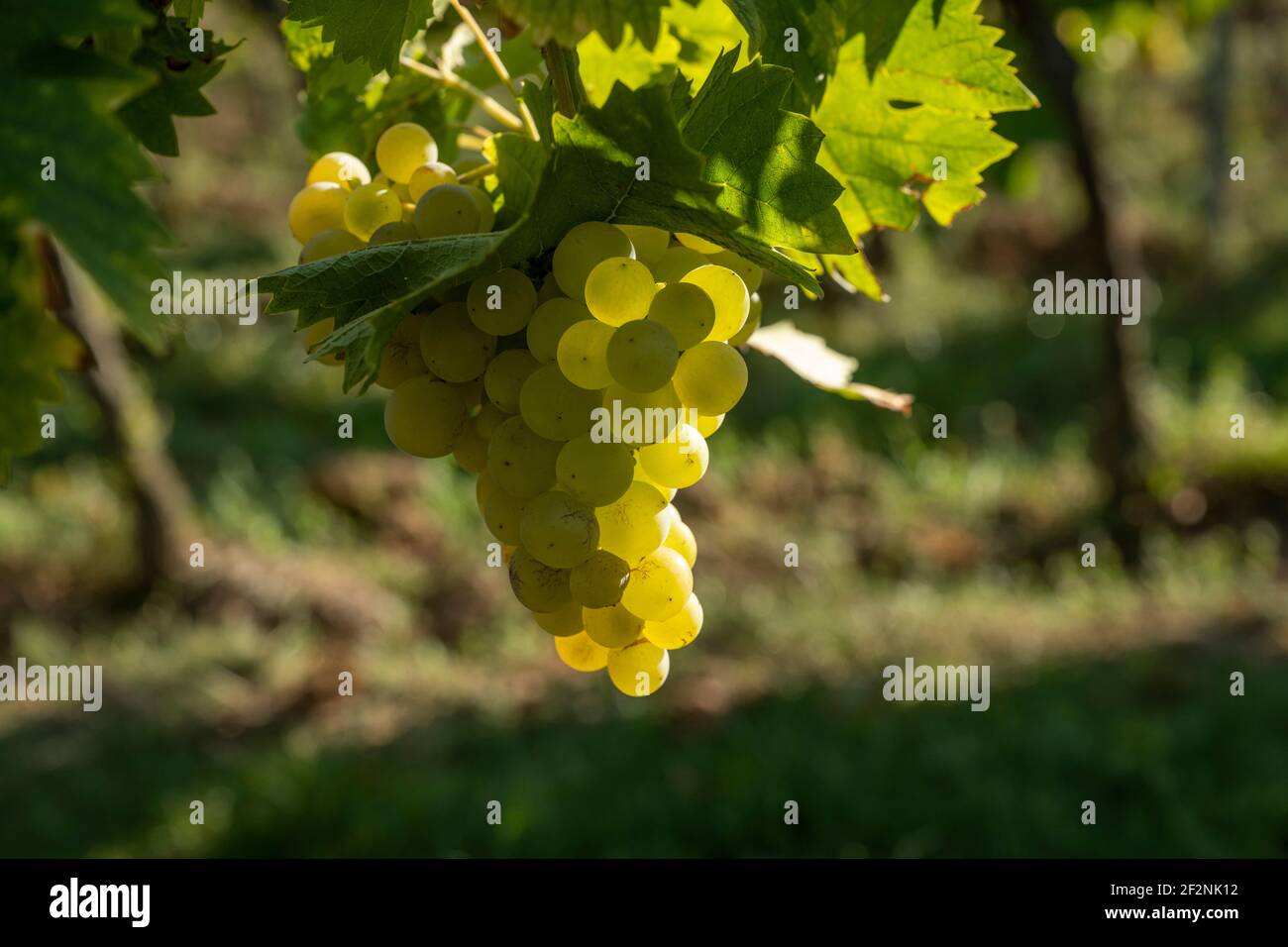 Bunch of grapes sheet hi-res stock photography and images - Alamy