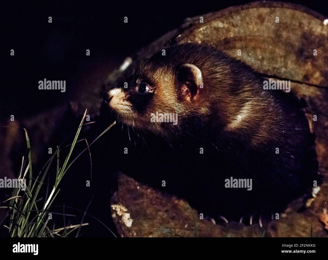 European polecat (Mustela putorius Stock Photo - Alamy