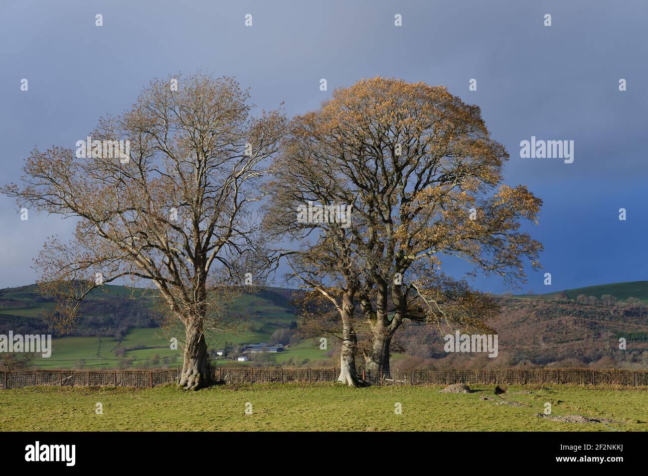 Grey winter sky hi-res stock photography and images - Alamy