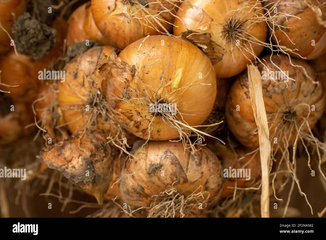 Keeping onions hi-res stock photography and images - Alamy