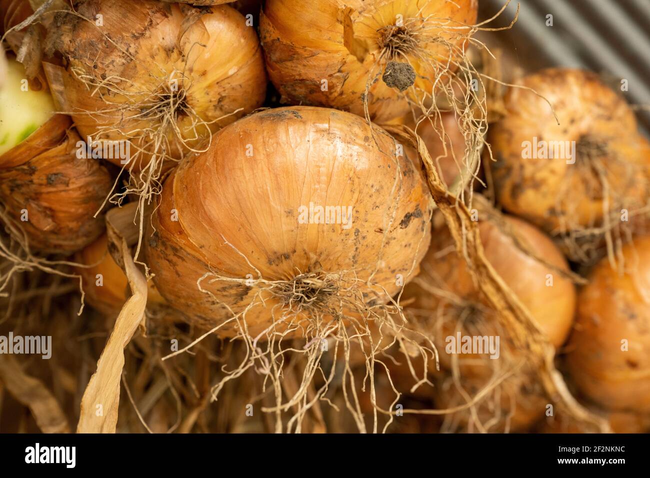 Vegetable storage shed hi-res stock photography and images - Alamy